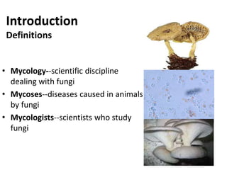 1-Mycology-Introduction.ppt