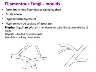1-Mycology-Introduction.ppt