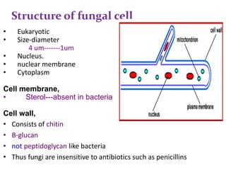 1-Mycology-Introduction.ppt