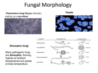 1-Mycology-Introduction.ppt