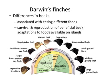 1. Natural Selection | PPT