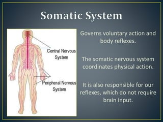 Nervous System | PPTX