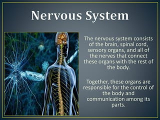 Nervous System | PPTX
