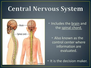 Nervous System | PPTX