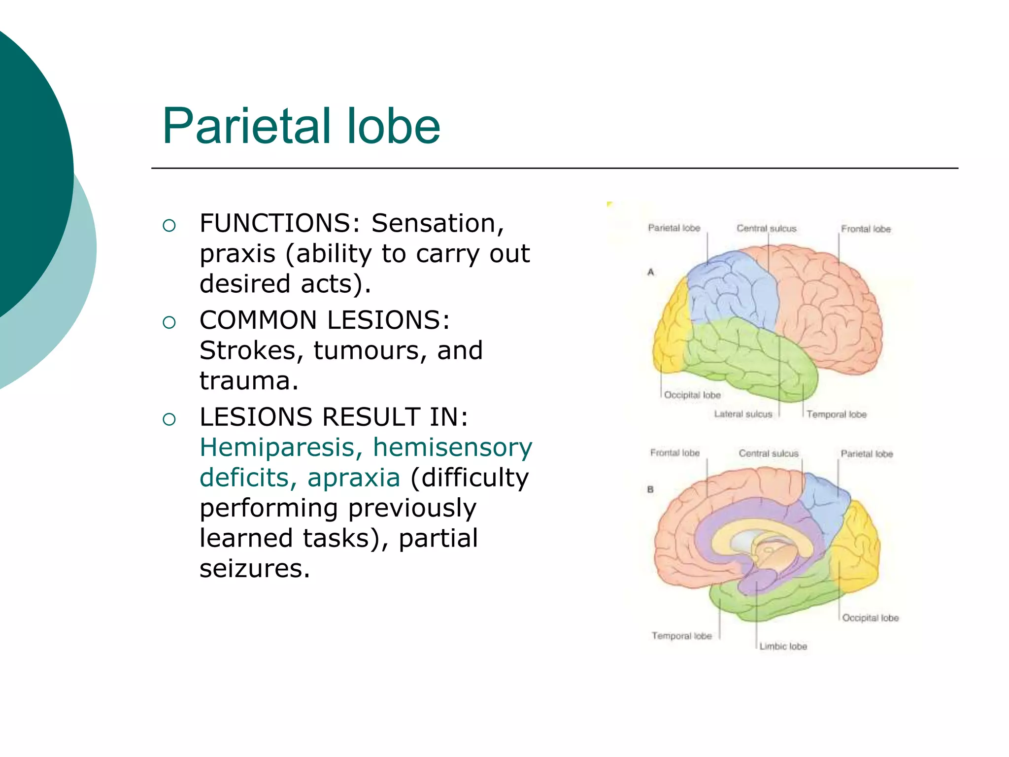 1 - Neurologic localization.ppt