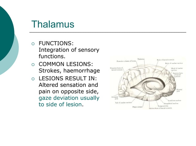 1 - Neurologic localization.ppt