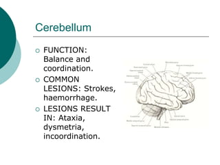 1 - Neurologic localization.ppt