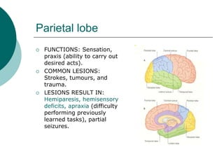 1 - Neurologic localization.ppt