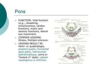 1 - Neurologic localization.ppt