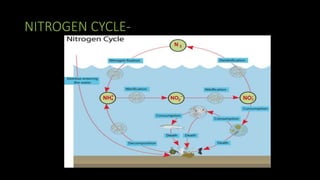 1 nitrogen removal | PPTX