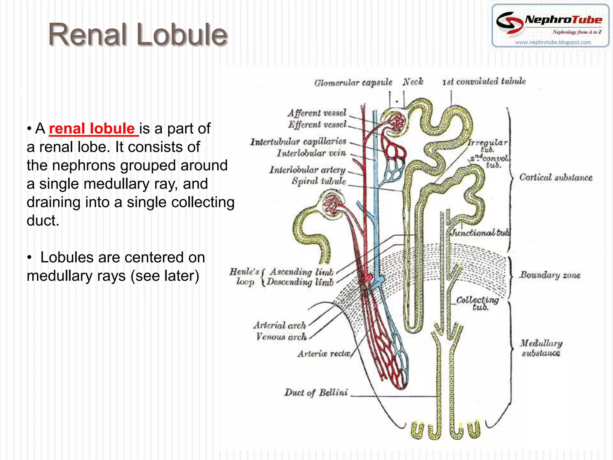 Renal Histo-Pathology (I) - Normal Kidney Light Microscopy - Dr. Gawad ...