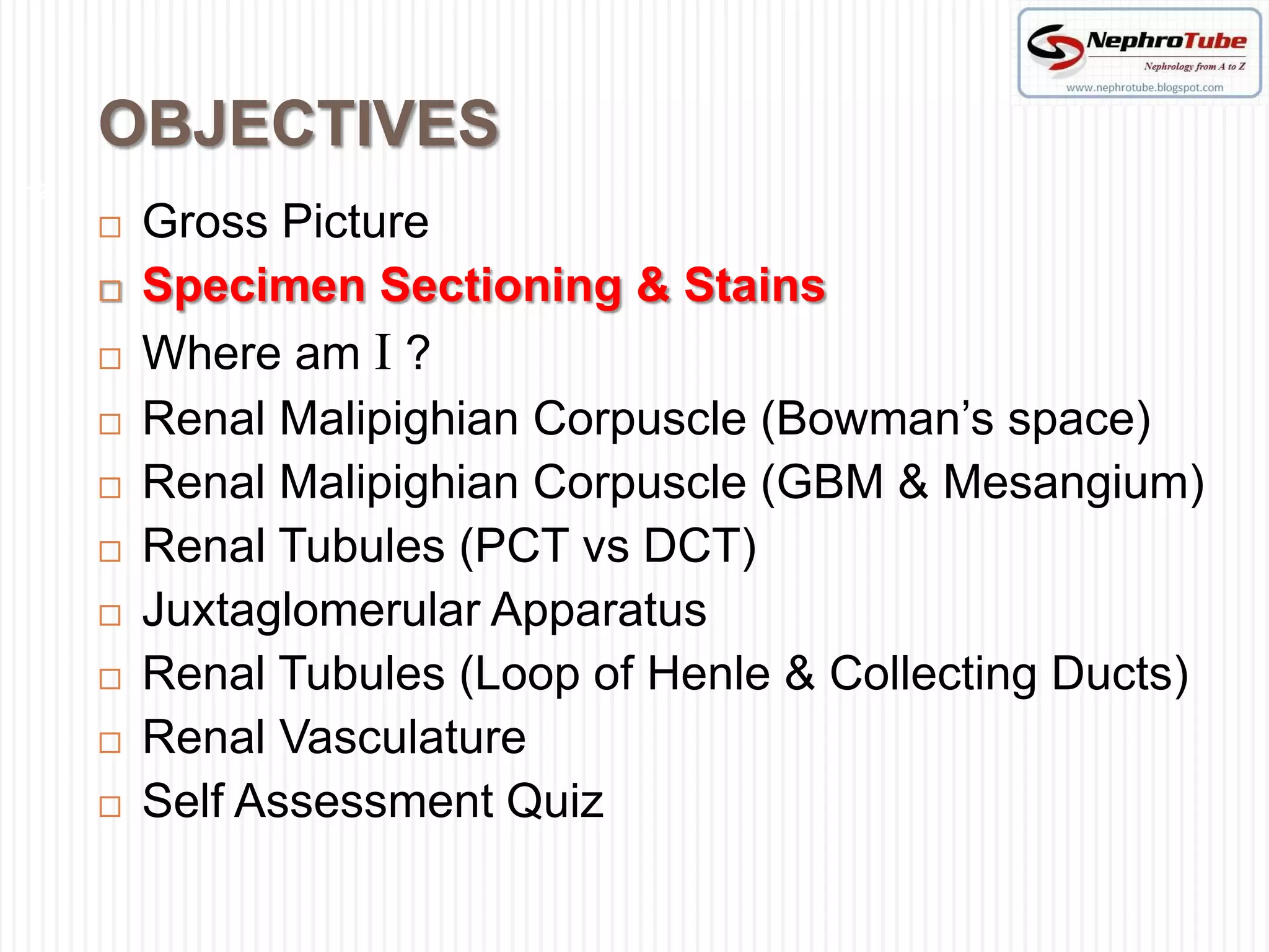 Renal Histo-Pathology (I) - Normal Kidney Light Microscopy - Dr. Gawad ...