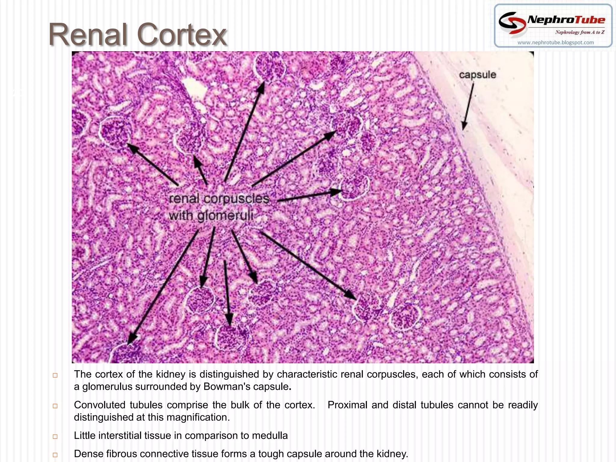 Renal Histo-Pathology (I) - Normal Kidney Light Microscopy - Dr. Gawad ...