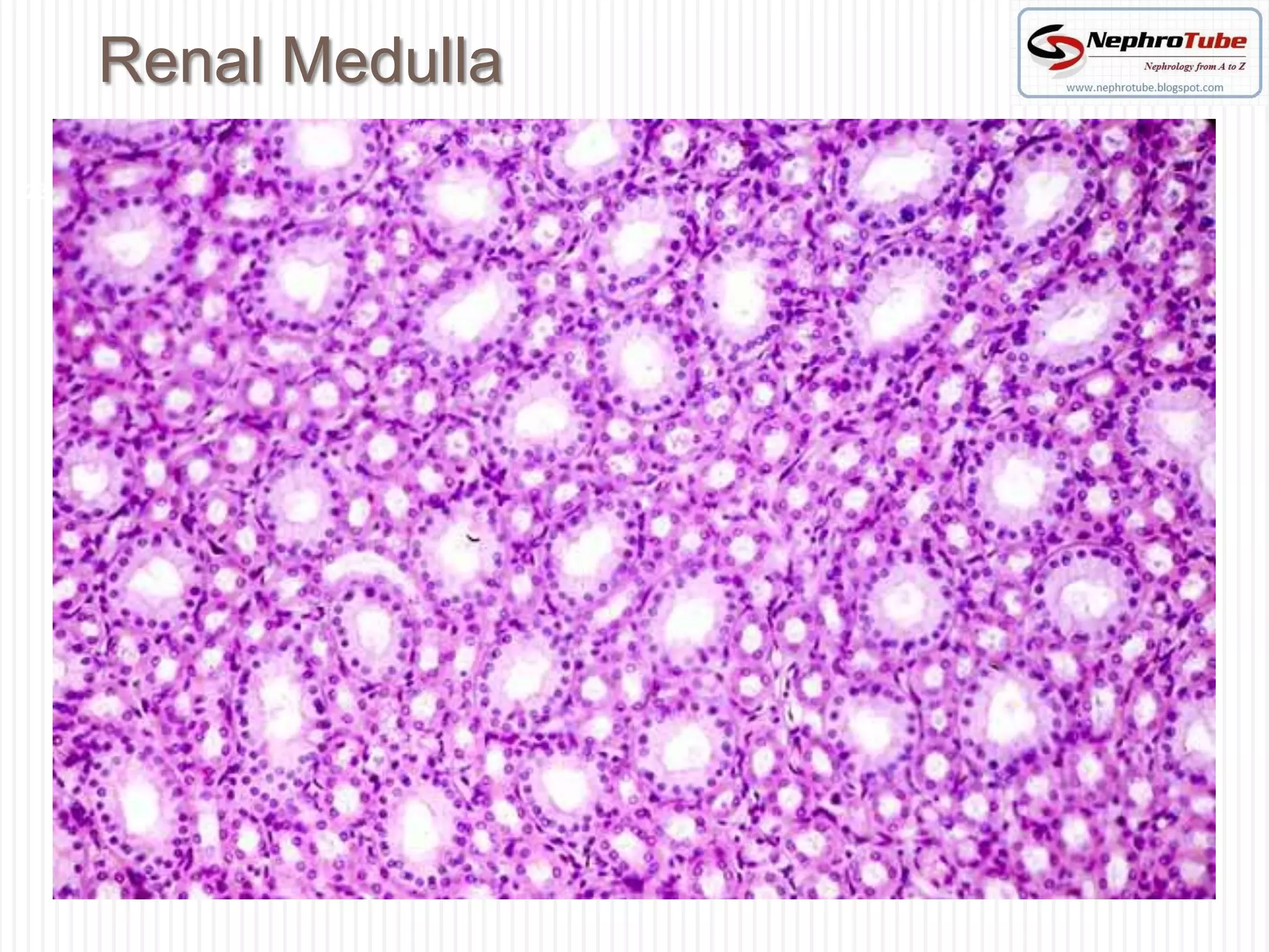 Renal Histo-Pathology (I) - Normal Kidney Light Microscopy - Dr. Gawad ...