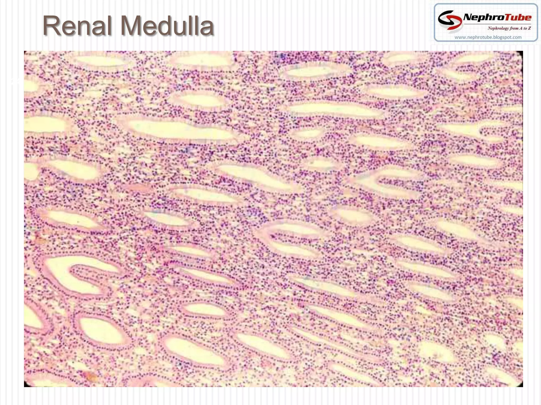 Renal Histo-Pathology (I) - Normal Kidney Light Microscopy - Dr. Gawad ...