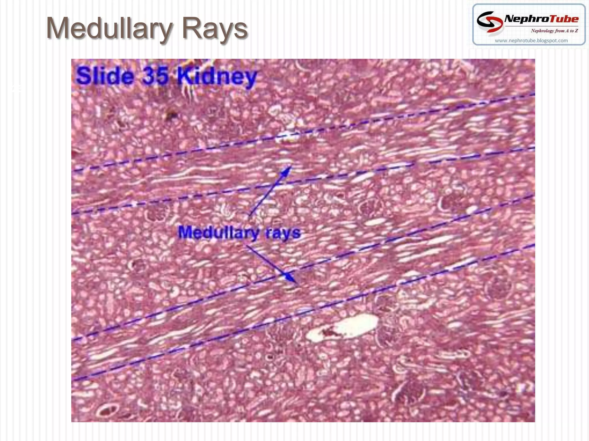 Renal Histo-Pathology (I) - Normal Kidney Light Microscopy - Dr. Gawad ...