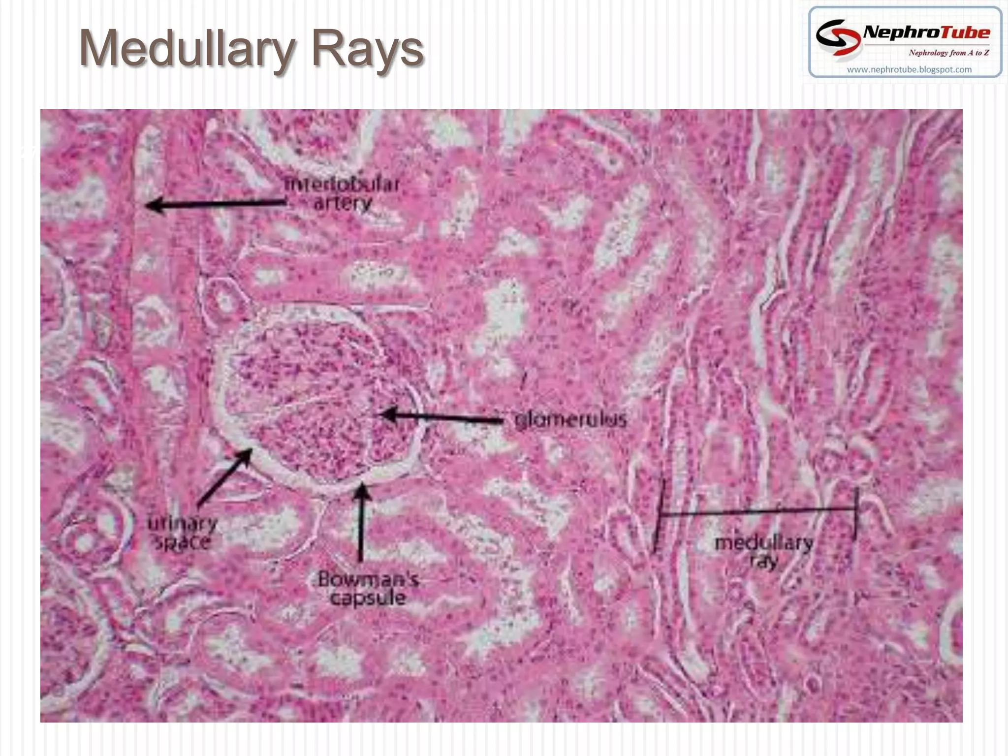 Renal Histo-Pathology (I) - Normal Kidney Light Microscopy - Dr. Gawad ...