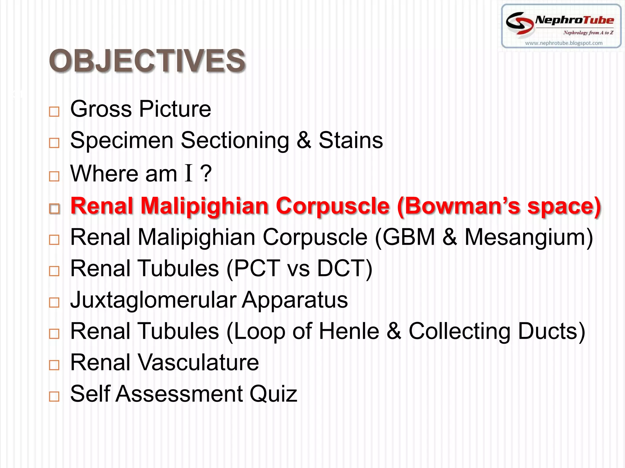 Renal Histo-Pathology (I) - Normal Kidney Light Microscopy - Dr. Gawad ...
