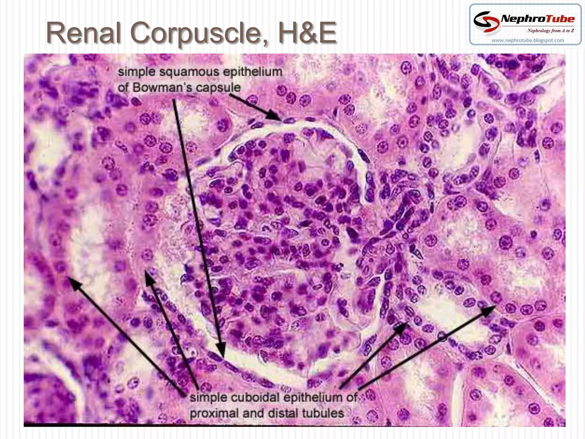 Renal Histo-Pathology (I) - Normal Kidney Light Microscopy - Dr. Gawad ...