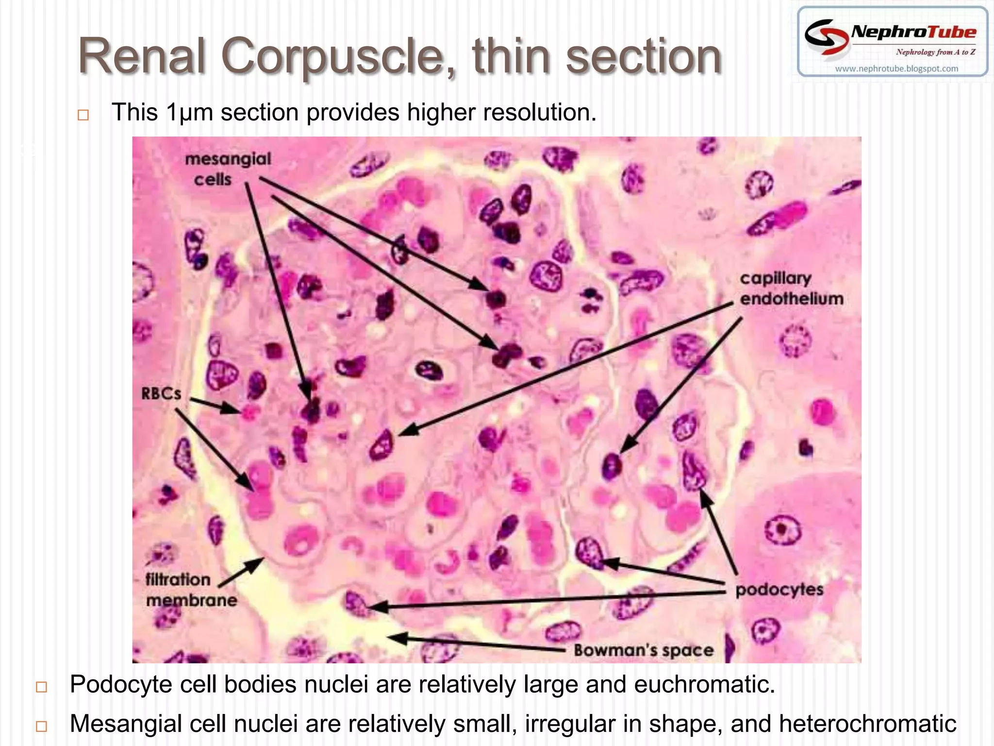 Renal Histo-Pathology (I) - Normal Kidney Light Microscopy - Dr. Gawad ...
