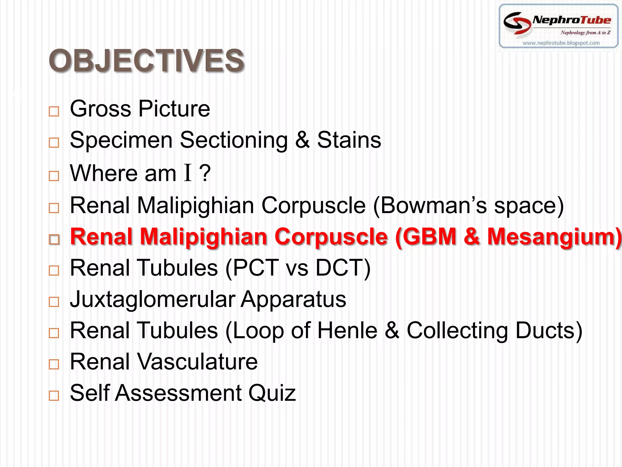 Renal Histo-Pathology (I) - Normal Kidney Light Microscopy - Dr. Gawad ...