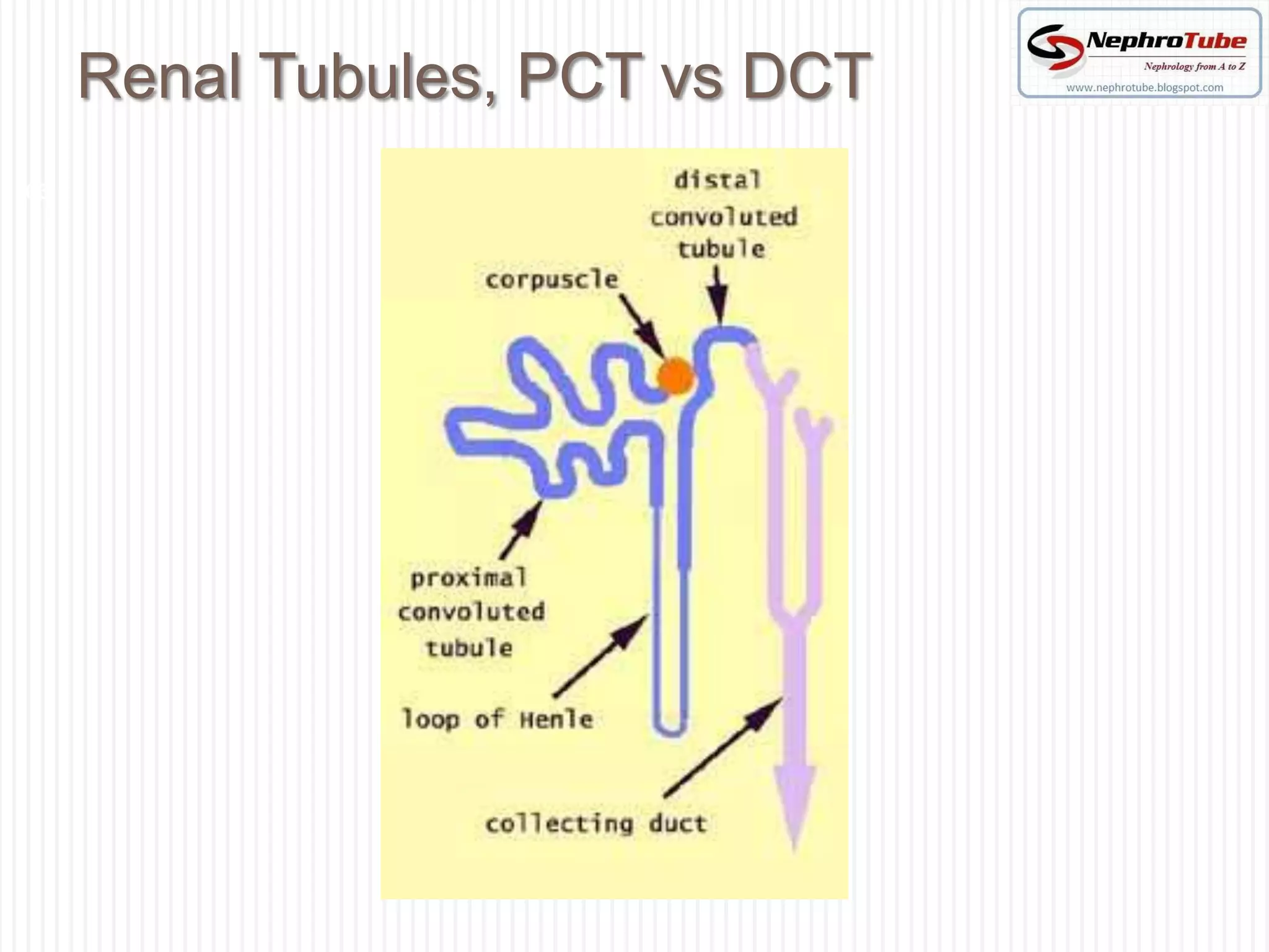 Renal Histo-Pathology (I) - Normal Kidney Light Microscopy - Dr. Gawad ...