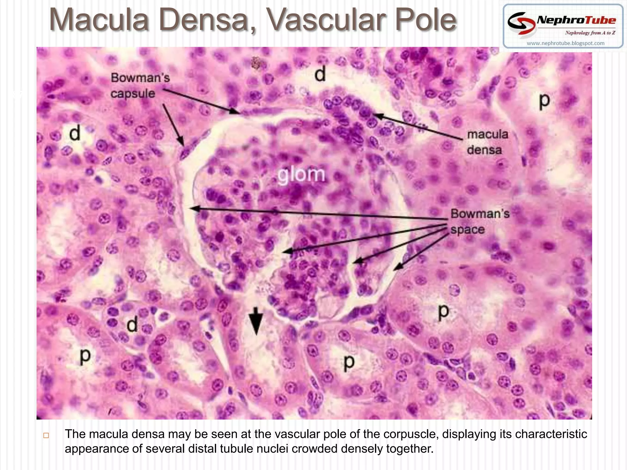 Renal Histo-Pathology (I) - Normal Kidney Light Microscopy - Dr. Gawad ...