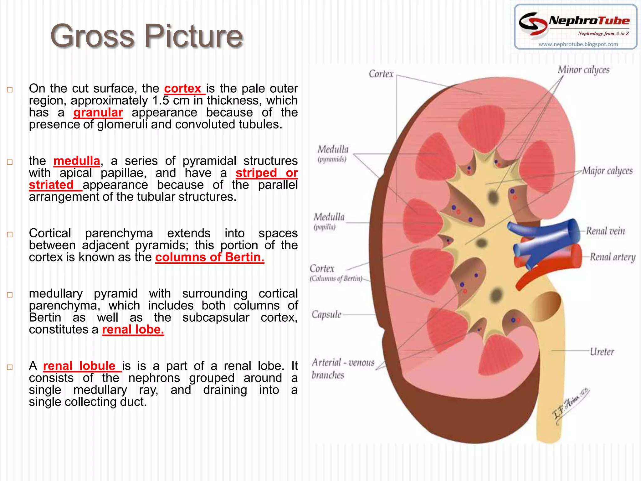 Renal Histo-Pathology (I) - Normal Kidney Light Microscopy - Dr. Gawad ...