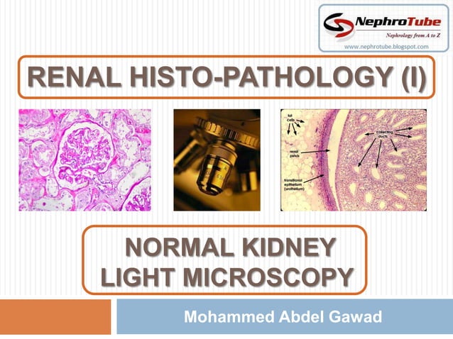 Renal Histo-Pathology (I) - Normal Kidney Light Microscopy - Dr. Gawad ...