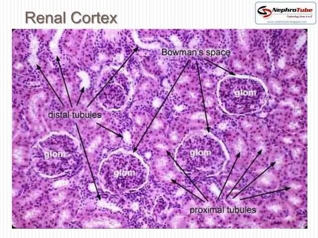 Renal Histo-Pathology (I) - Normal Kidney Light Microscopy - Dr. Gawad ...
