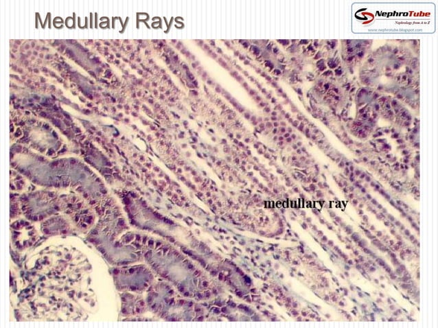 Renal Histo-Pathology (I) - Normal Kidney Light Microscopy - Dr. Gawad ...