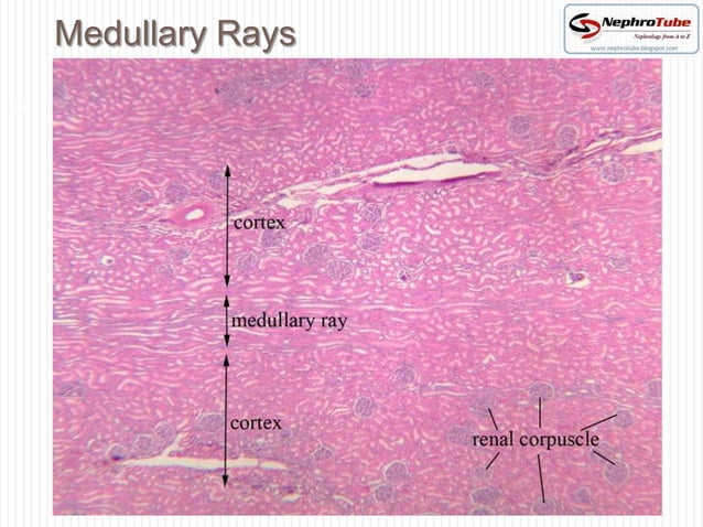 Renal Histo-Pathology (I) - Normal Kidney Light Microscopy - Dr. Gawad ...