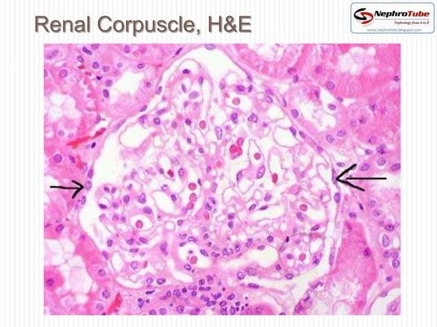 Renal Histo-Pathology (I) - Normal Kidney Light Microscopy - Dr. Gawad ...