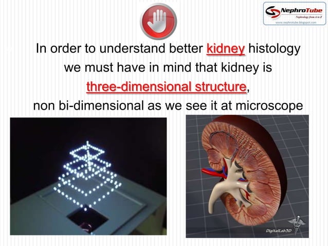 Renal Histo-Pathology (I) - Normal Kidney Light Microscopy - Dr. Gawad ...