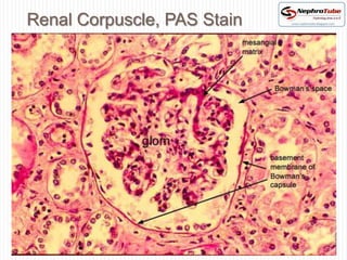 Renal Histo-Pathology (I) - Normal Kidney Light Microscopy - Dr. Gawad ...