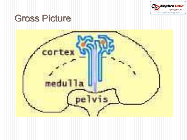 Renal Histo-Pathology (I) - Normal Kidney Light Microscopy - Dr. Gawad ...