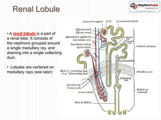 Renal Lobule