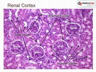 Microscopic Images Of Renal Cortex