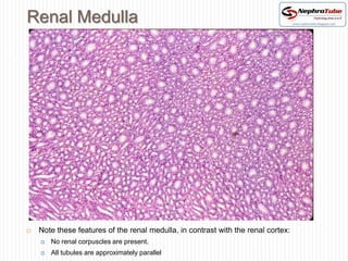 Renal Tubule Slide