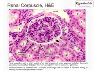 Renal Corpuscle Histology Labeled