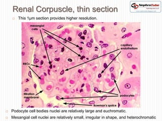 Mesangial Cell Histology