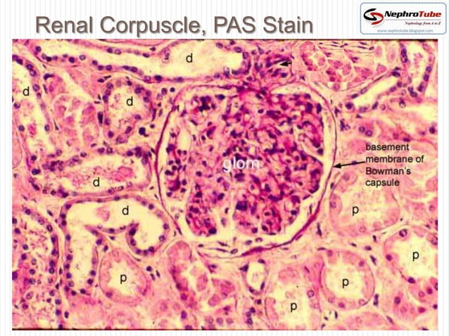 Renal Histo-Pathology (I) - Normal Kidney Light Microscopy - Dr. Gawad