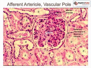 Kidney Histology Normal