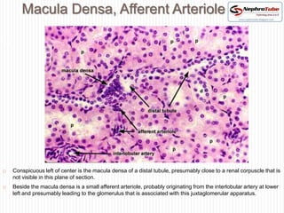 Macula Densa Histology