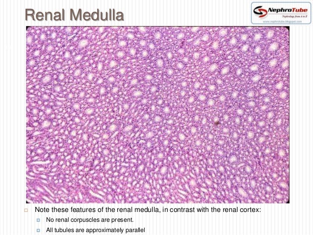 Renal Histo-Pathology (I) - Normal Kidney Light Microscopy