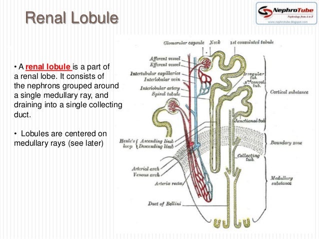 Renal Lobe