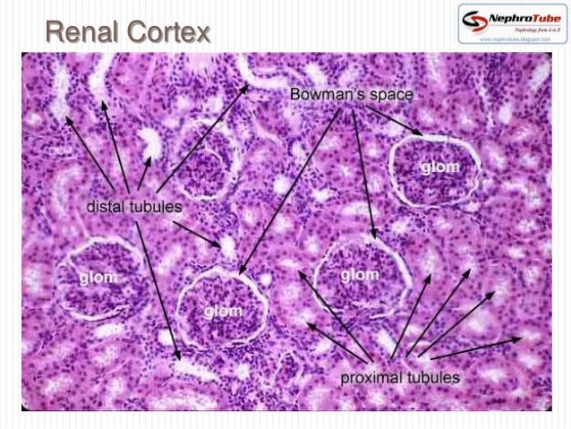 Renal Histo-Pathology (I) - Normal Kidney Light Microscopy