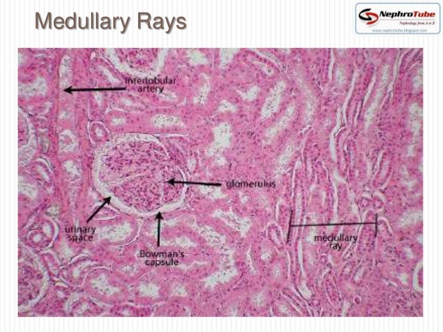 Renal Histo-Pathology (I) - Normal Kidney Light Microscopy