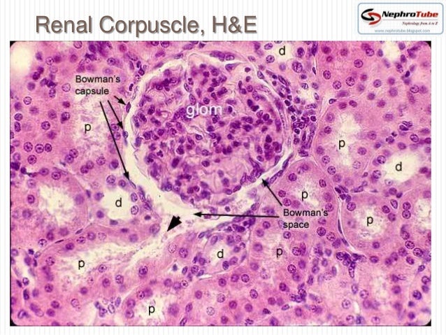 Renal Histo-Pathology (I) - Normal Kidney Light Microscopy