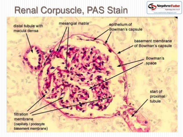Renal Histo-Pathology (I) - Normal Kidney Light Microscopy